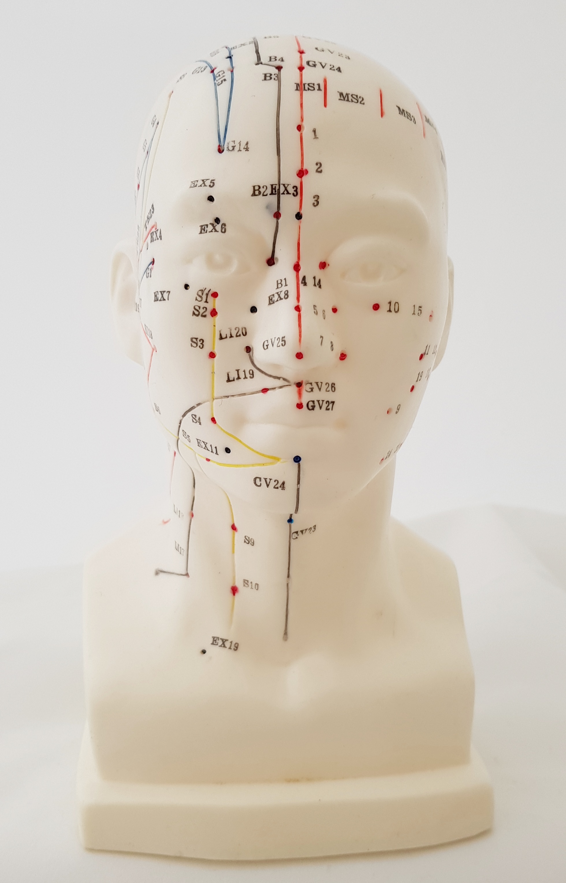 Huvud med akupunkturpunkter - Human head model - Nålbolaget