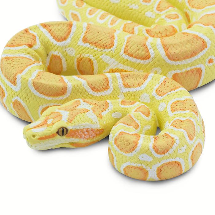 Amelanistic Burmese Python