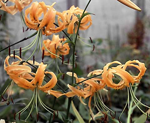 Lilium rosthornii - Spezialplant.nu