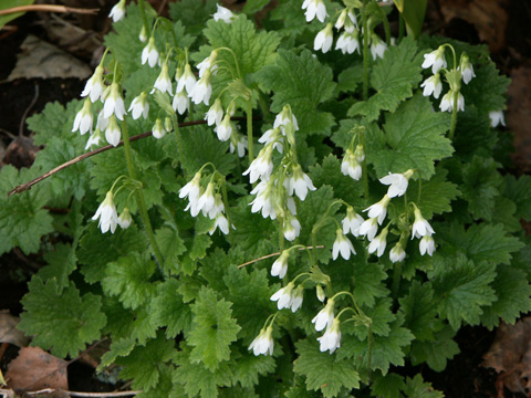 Cortusa matthioli alba - Spezialplant.nu