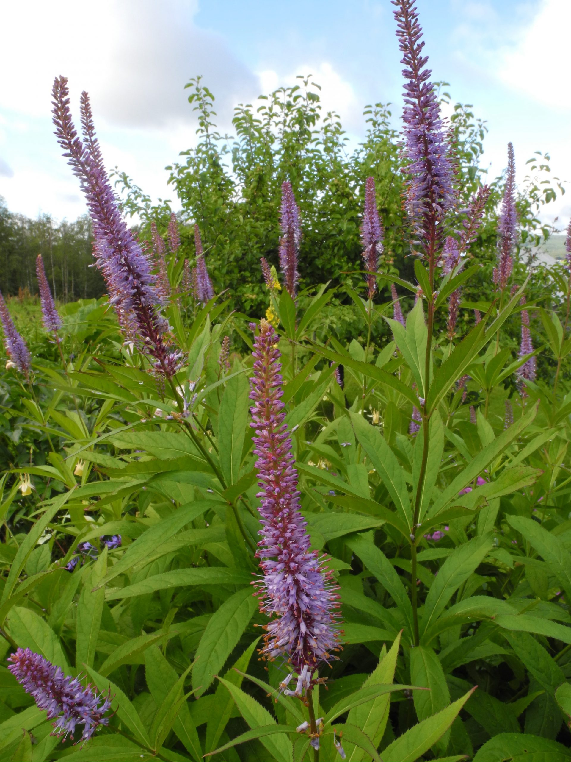 Veronicastrum virginicum - Spezialplant.nu