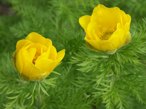 Adonis pyrenaica - Spezialplant.nu