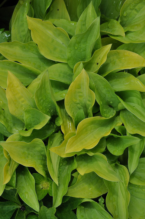 Hosta hybr.'Wogon Giboshi' - Spezialplant.nu