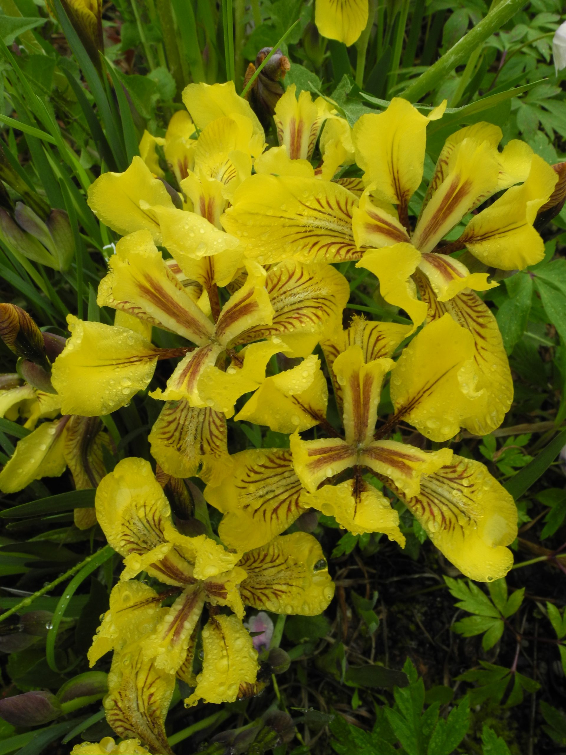 Iris flavissima - Spezialplant.nu