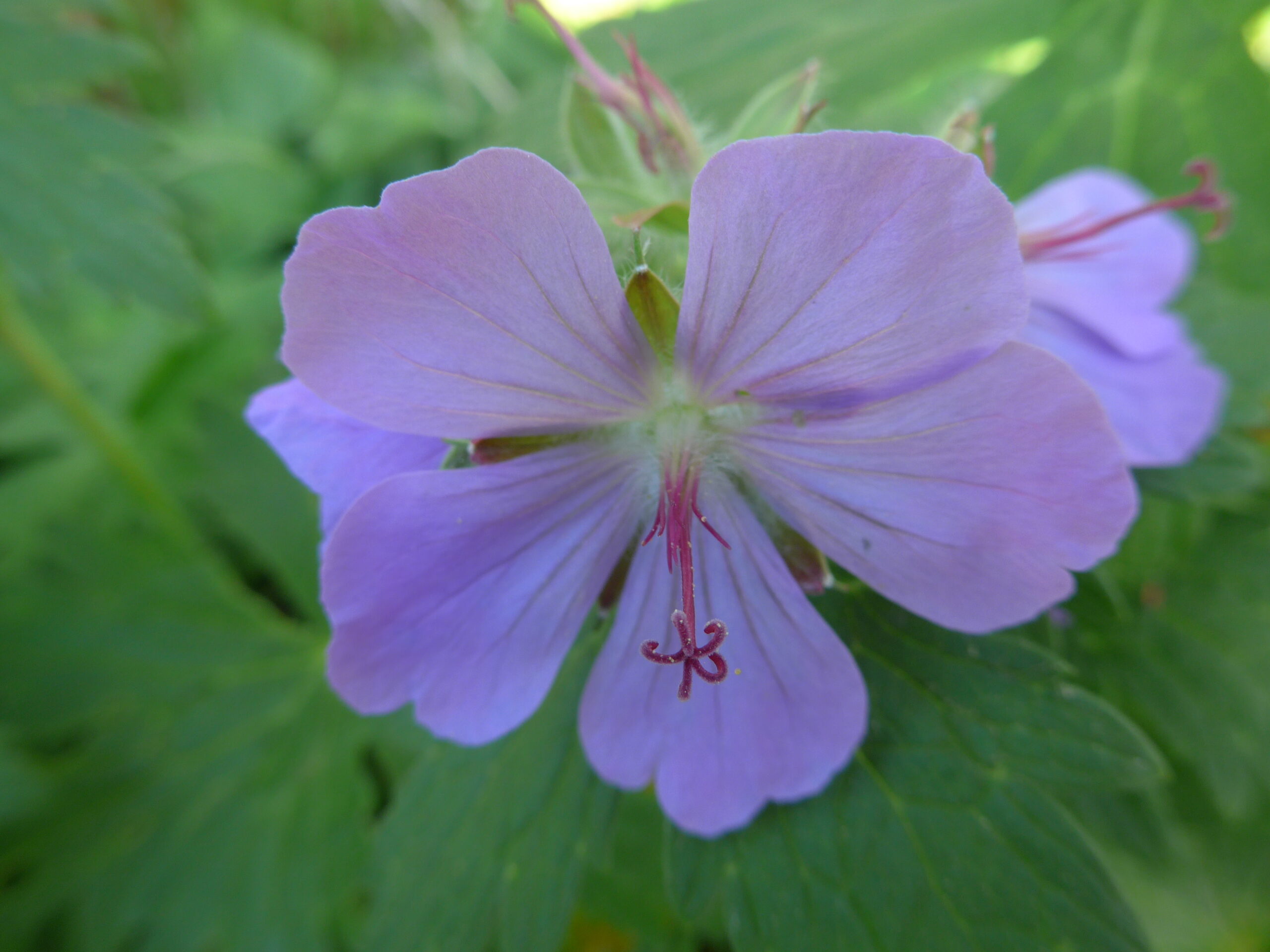 Geranium erianthum f. leucanthum - Spezialplant.nu