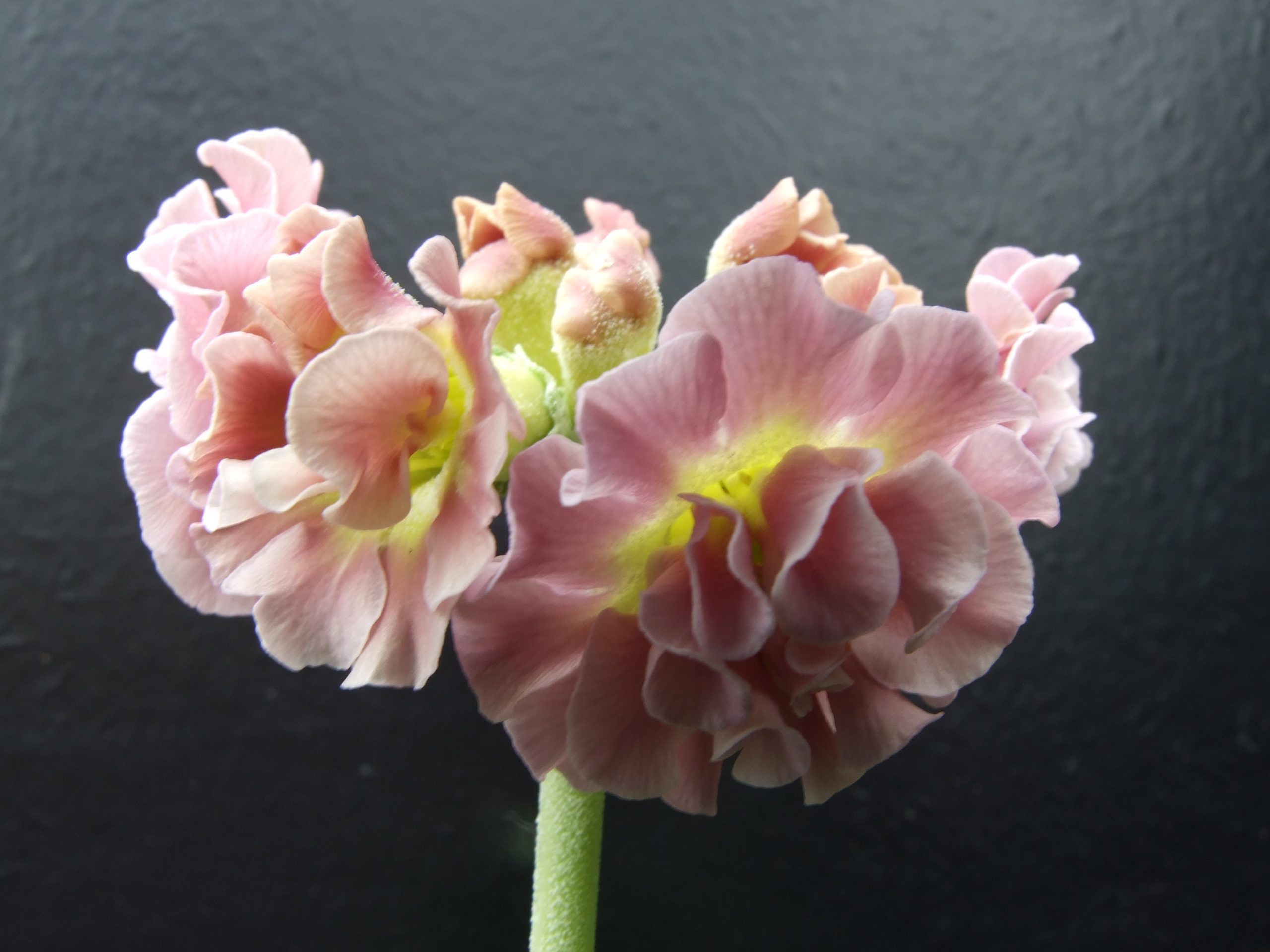 Primula auricula hybr. 'Susannah' - Spezialplant.nu