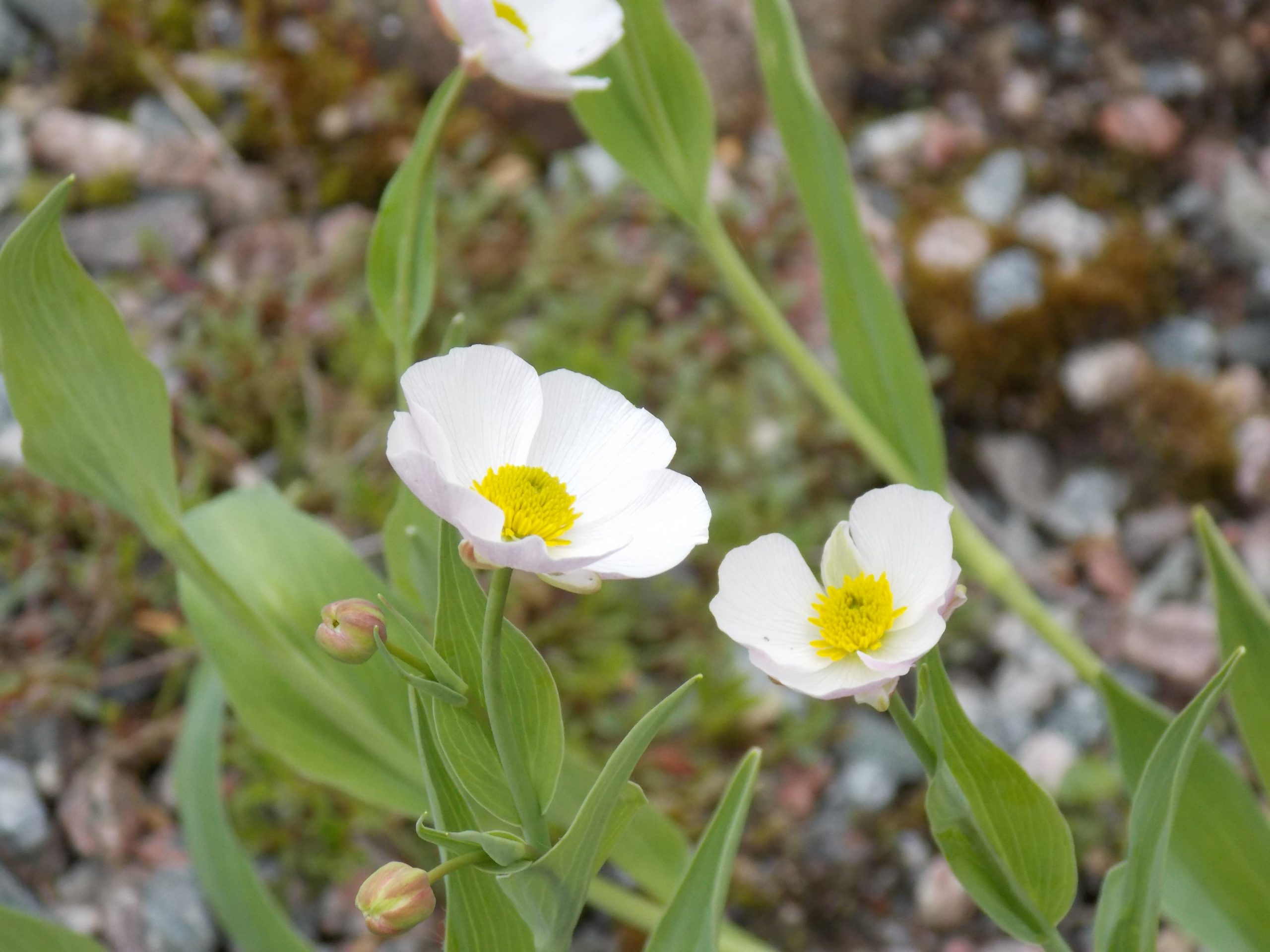 Ranunculus amplexicaulis - Spezialplant.nu