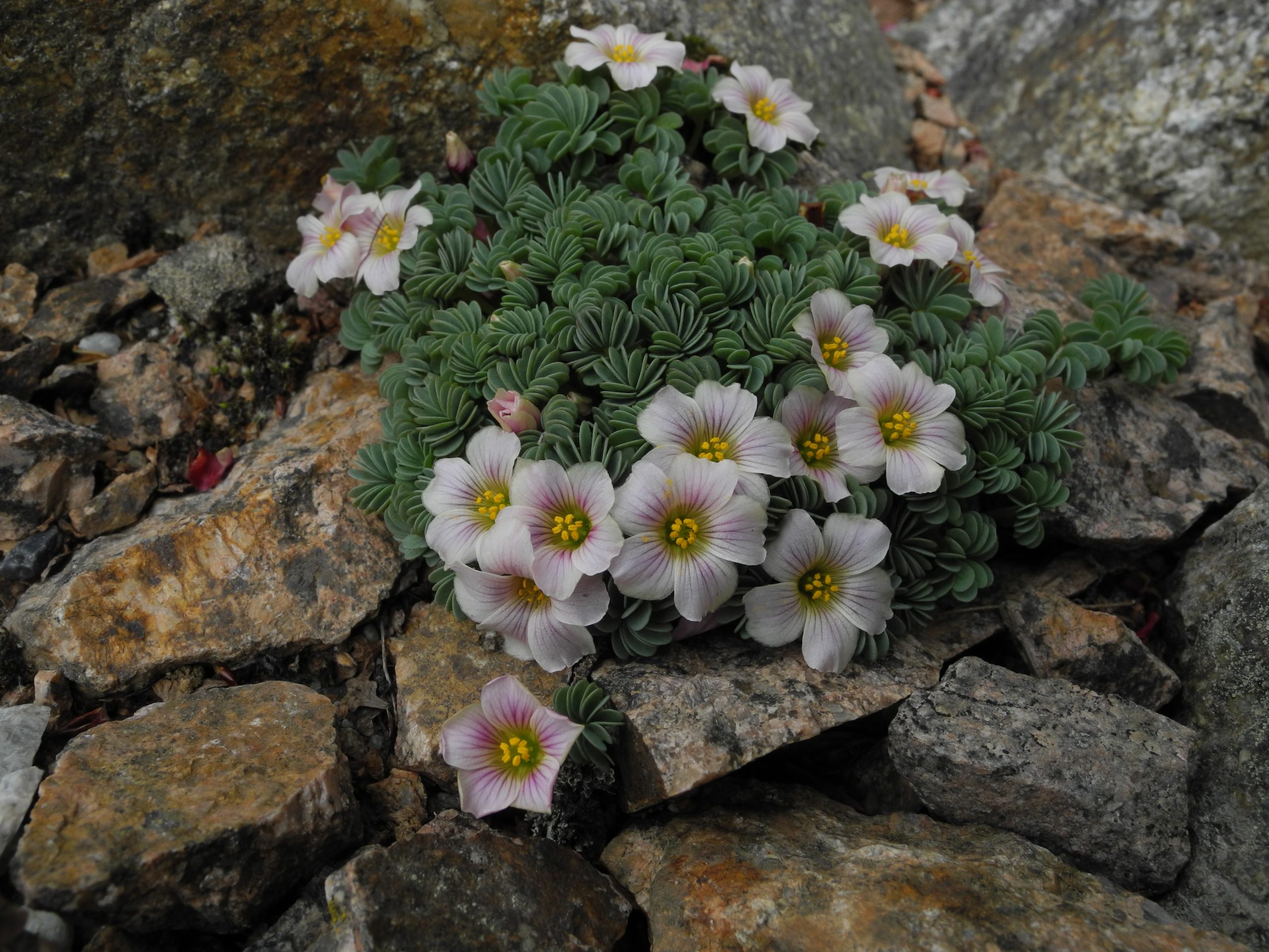 Oxalis loricata - Spezialplant.nu