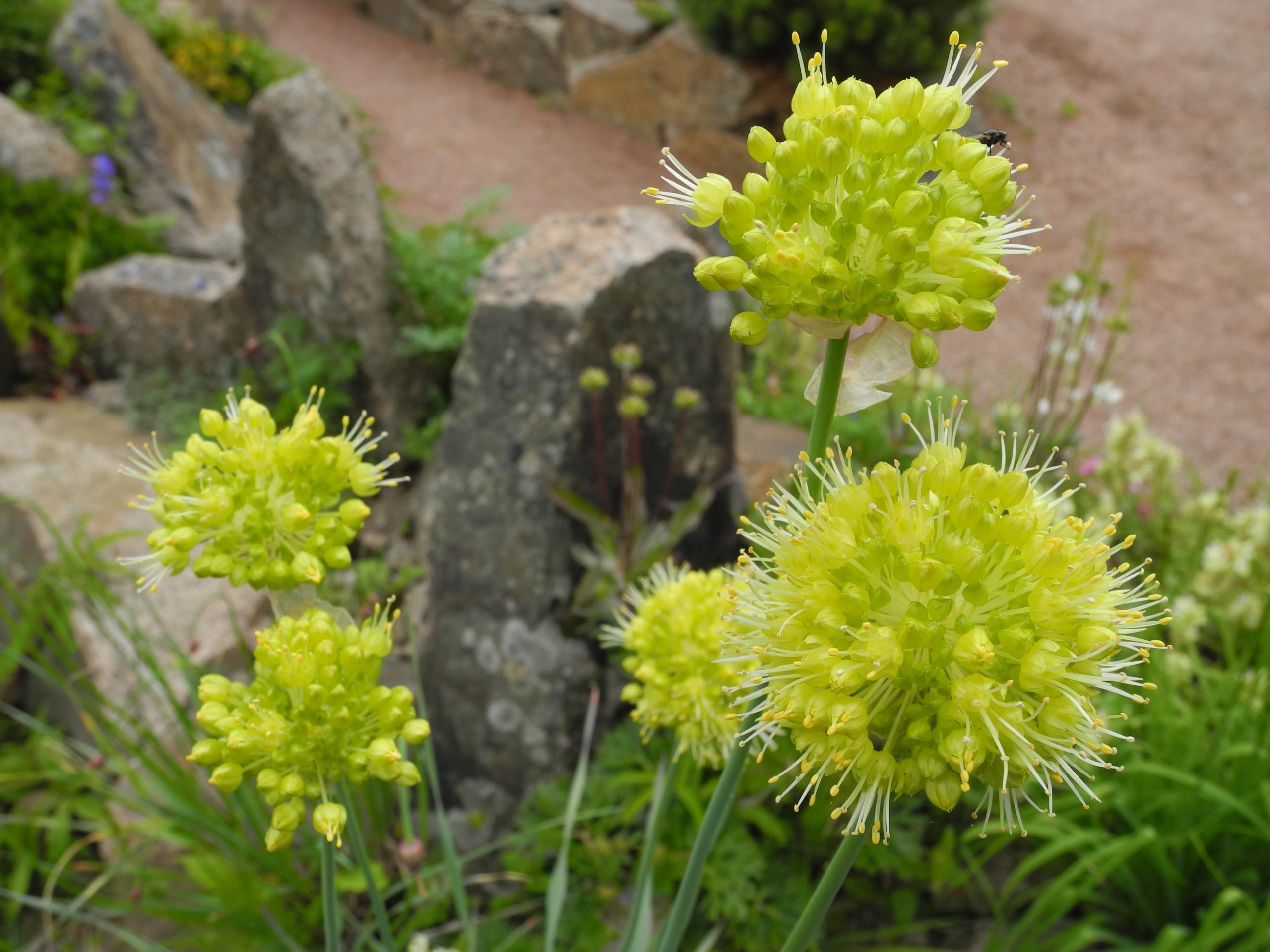 Allium obliquum - Spezialplant.nu