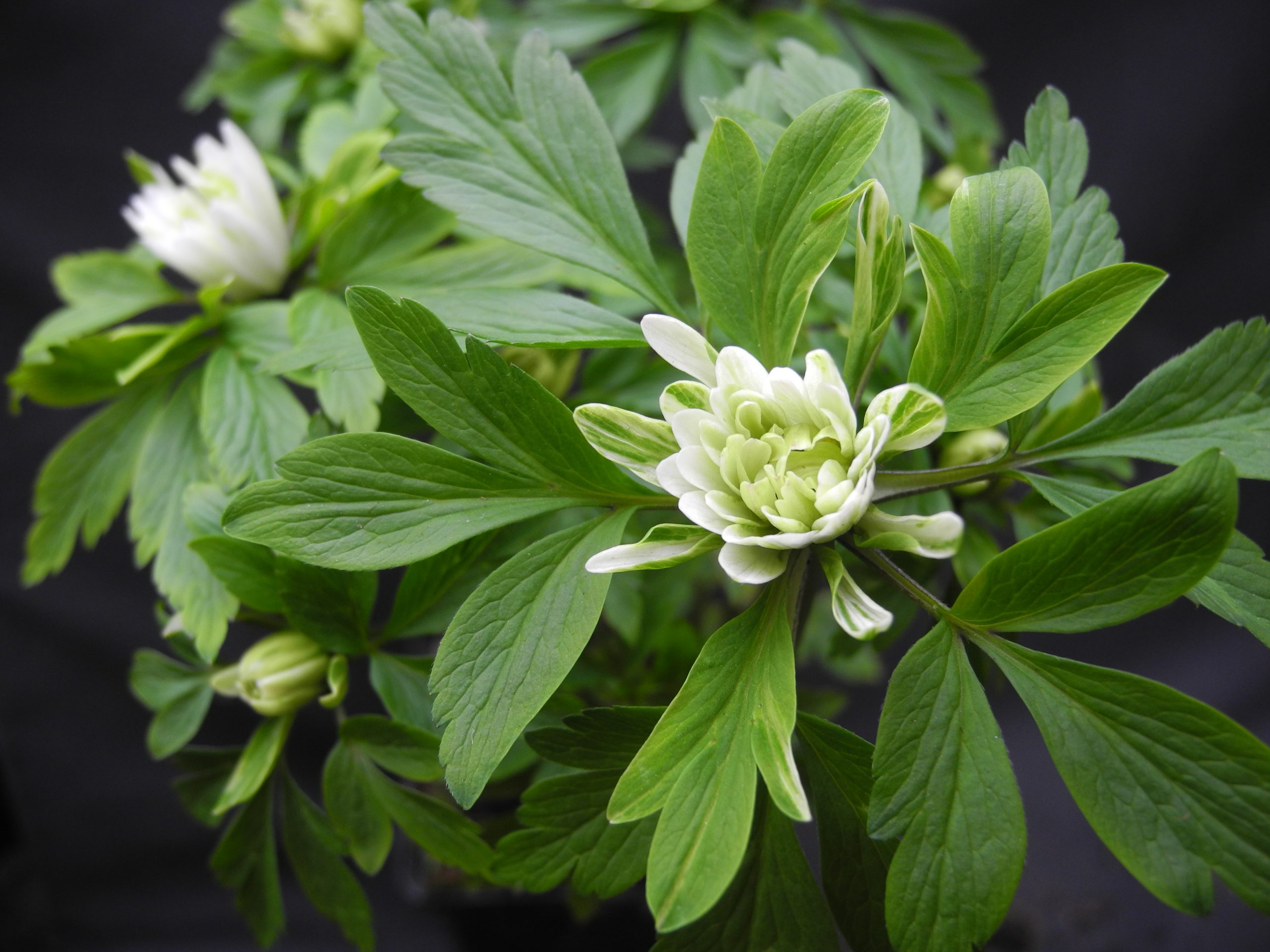 Anemone nemorosa 'Skaraborg' - Spezialplant.nu