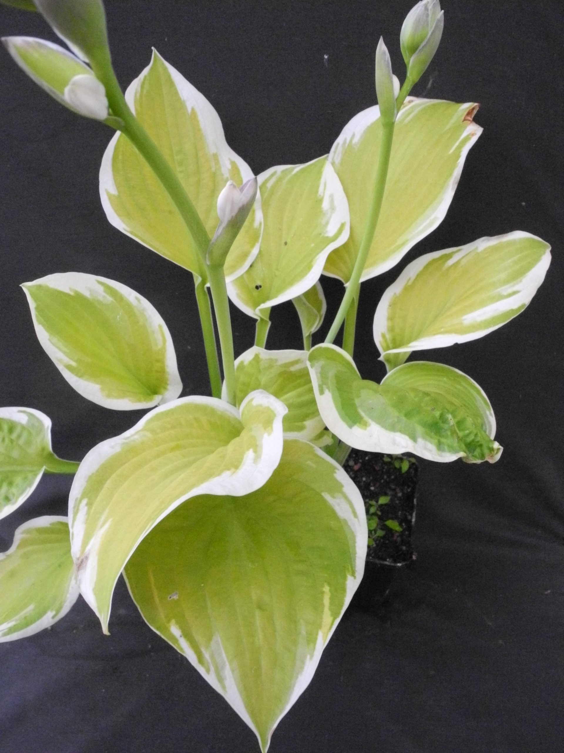 Hosta hybr. 'Spring Morning ' - Spezialplant.nu