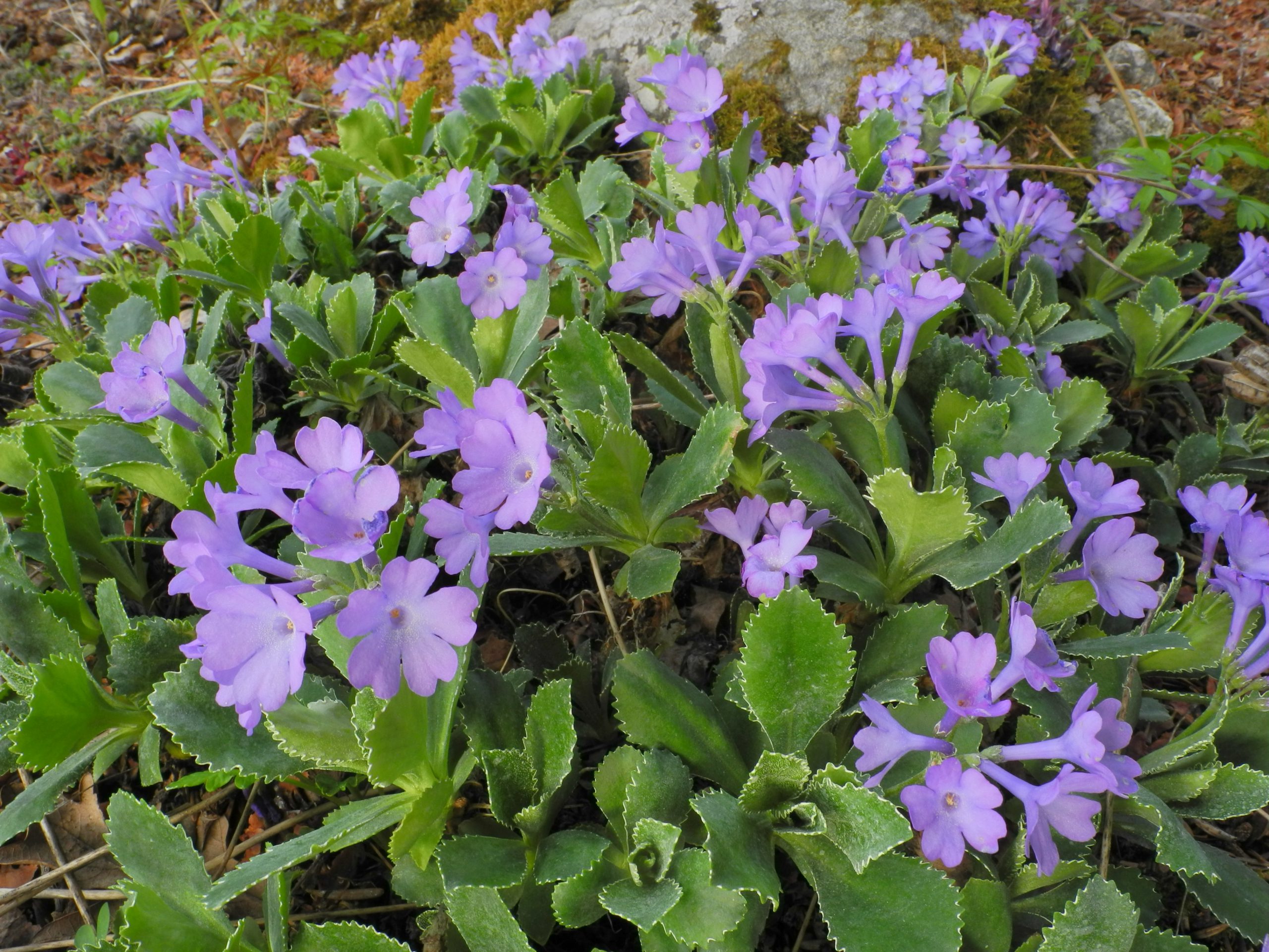 Primula marginata - Spezialplant.nu