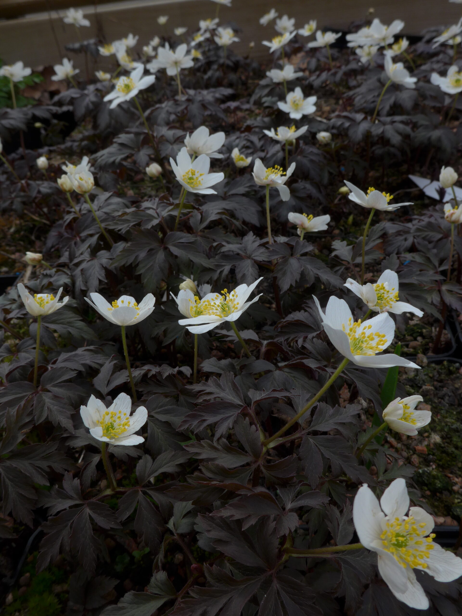 Anemone nemorosa "Röd blad form" - Spezialplant.nu