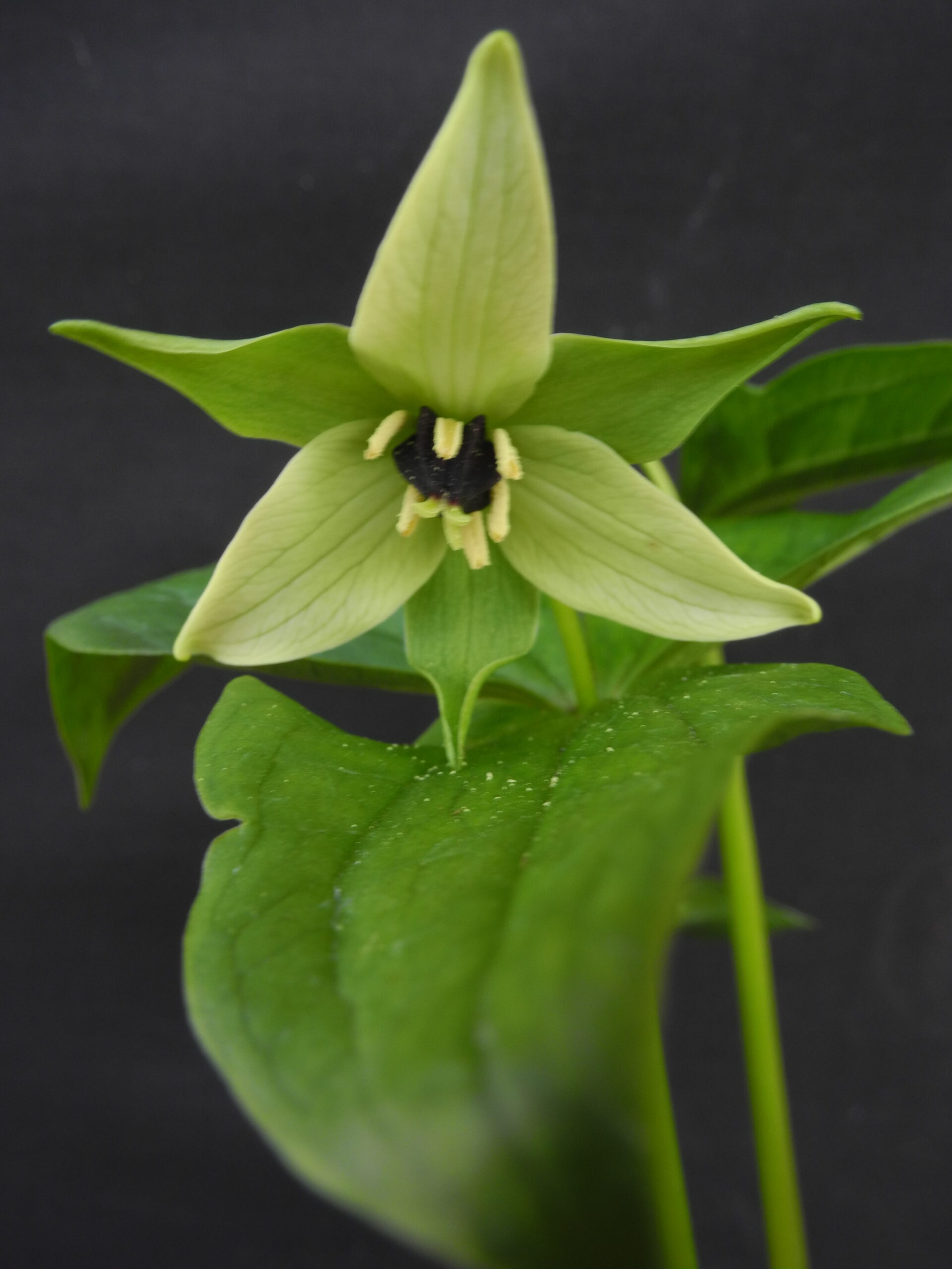 Trillium erectum f luteum - Spezialplant.nu