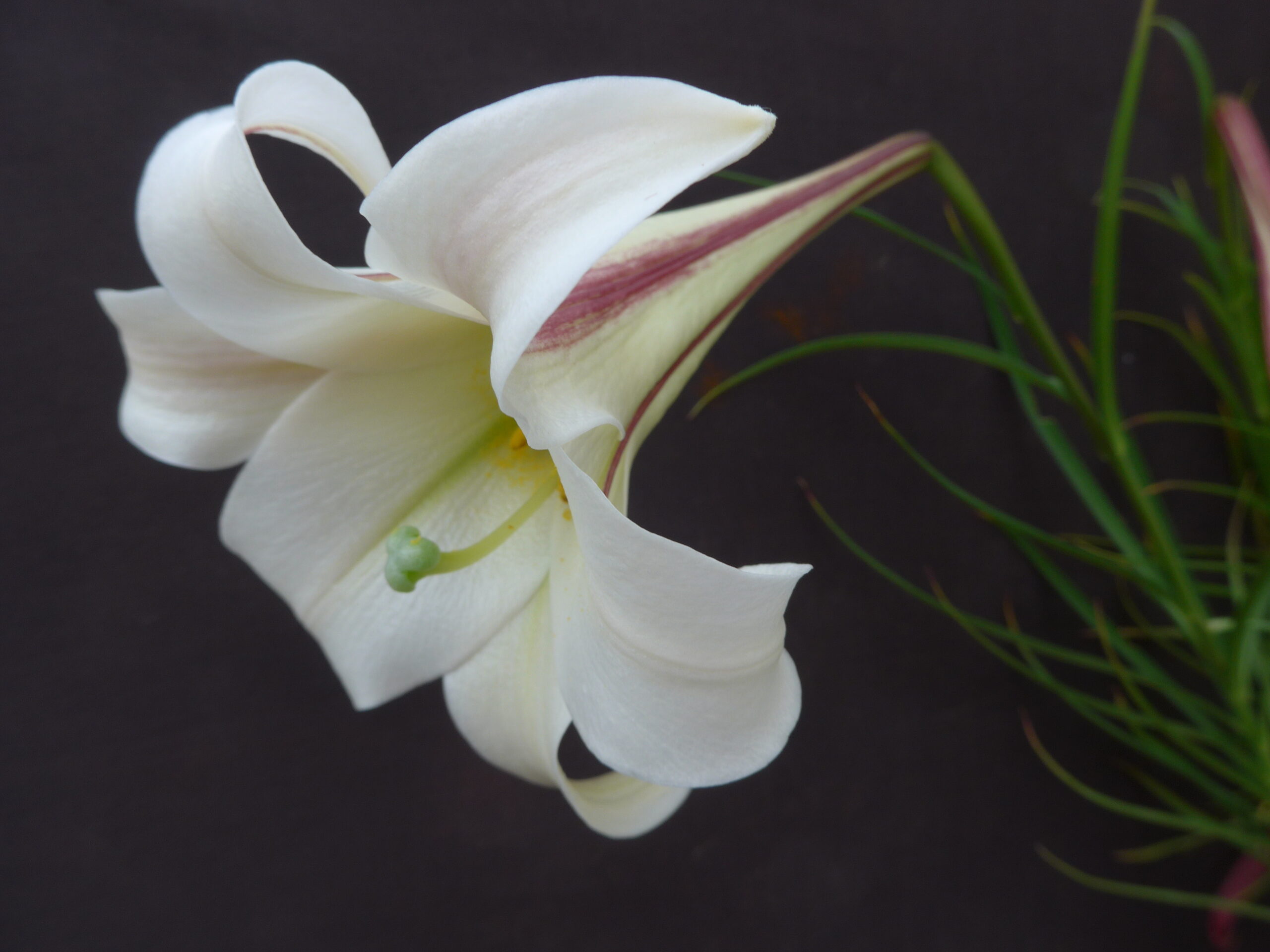 Lilium formosanum - Spezialplant.nu