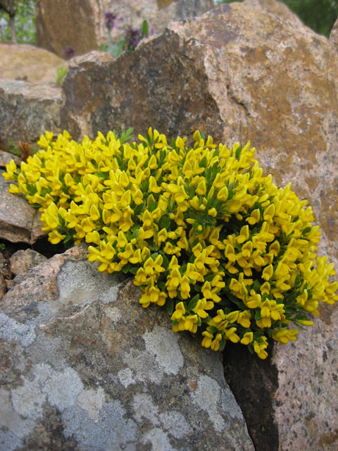 Genista depressa - Spezialplant.nu